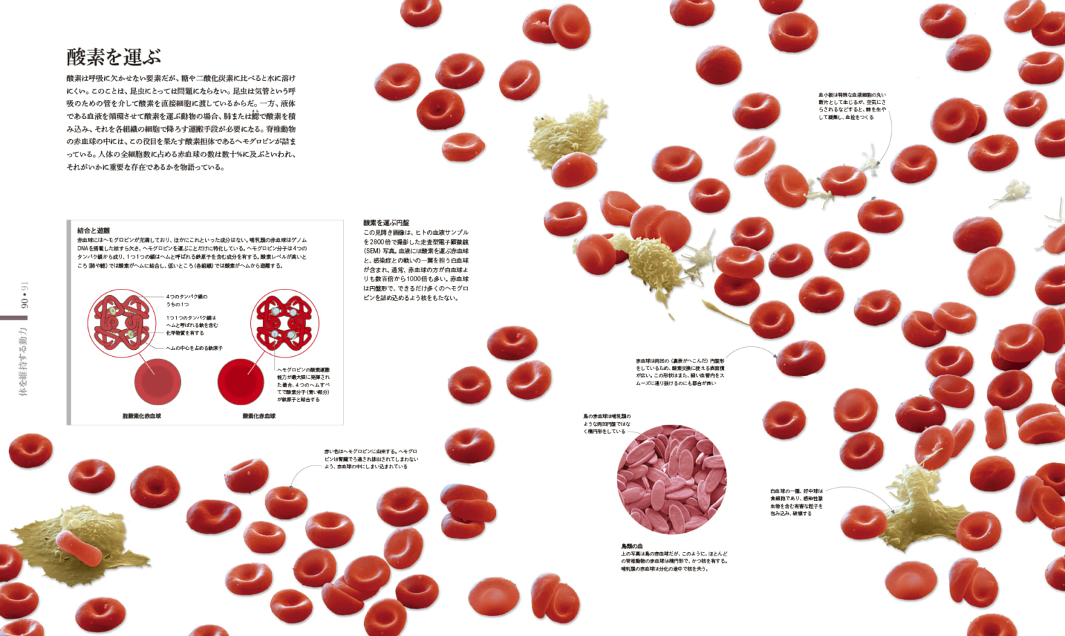 “小さきものたち”の未知なる姿を、最新の顕微鏡技術で映し出す！『MICRO LIFE 図鑑 美しきミクロの世界』 - QJWeb クイック・ジャパン ウェブ