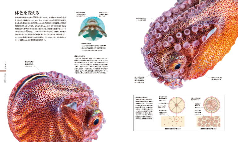 “小さきものたち”の未知なる姿を、最新の顕微鏡技術で映し出す！『MICRO LIFE 図鑑 美しきミクロの世界』 - QJWeb クイック・ジャパン ウェブ