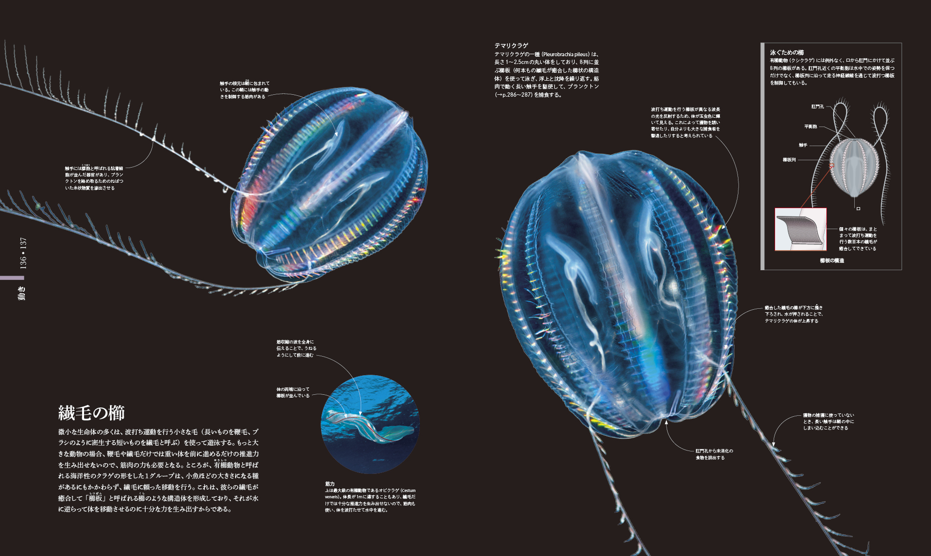 “小さきものたち”の未知なる姿を、最新の顕微鏡技術で映し出す！『MICRO LIFE 図鑑 美しきミクロの世界』 - QJWeb クイック・ジャパン ウェブ