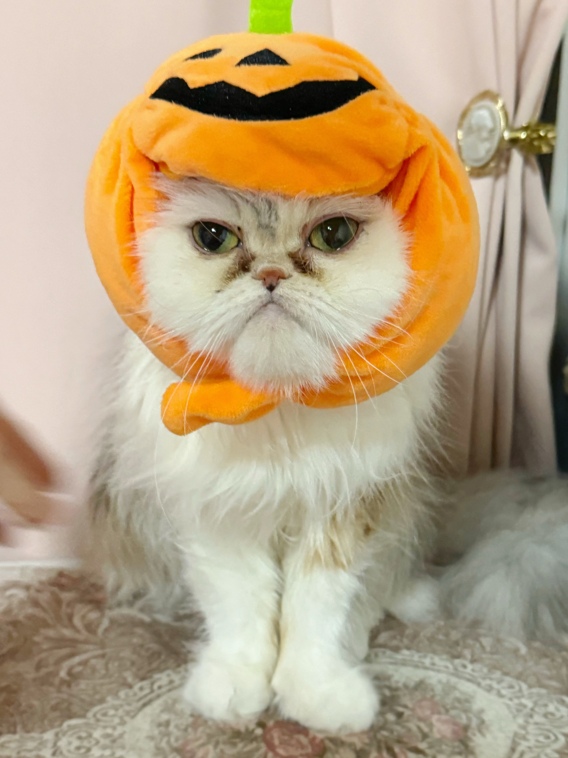 黒船天使、外国人観光客の“無礼”に抱く憂鬱な思い「日本を遊び場のように扱わないで」＜ジェマ・ルイーズの航海日誌 #20＞ - QJWeb クイック・ジャパン ウェブ