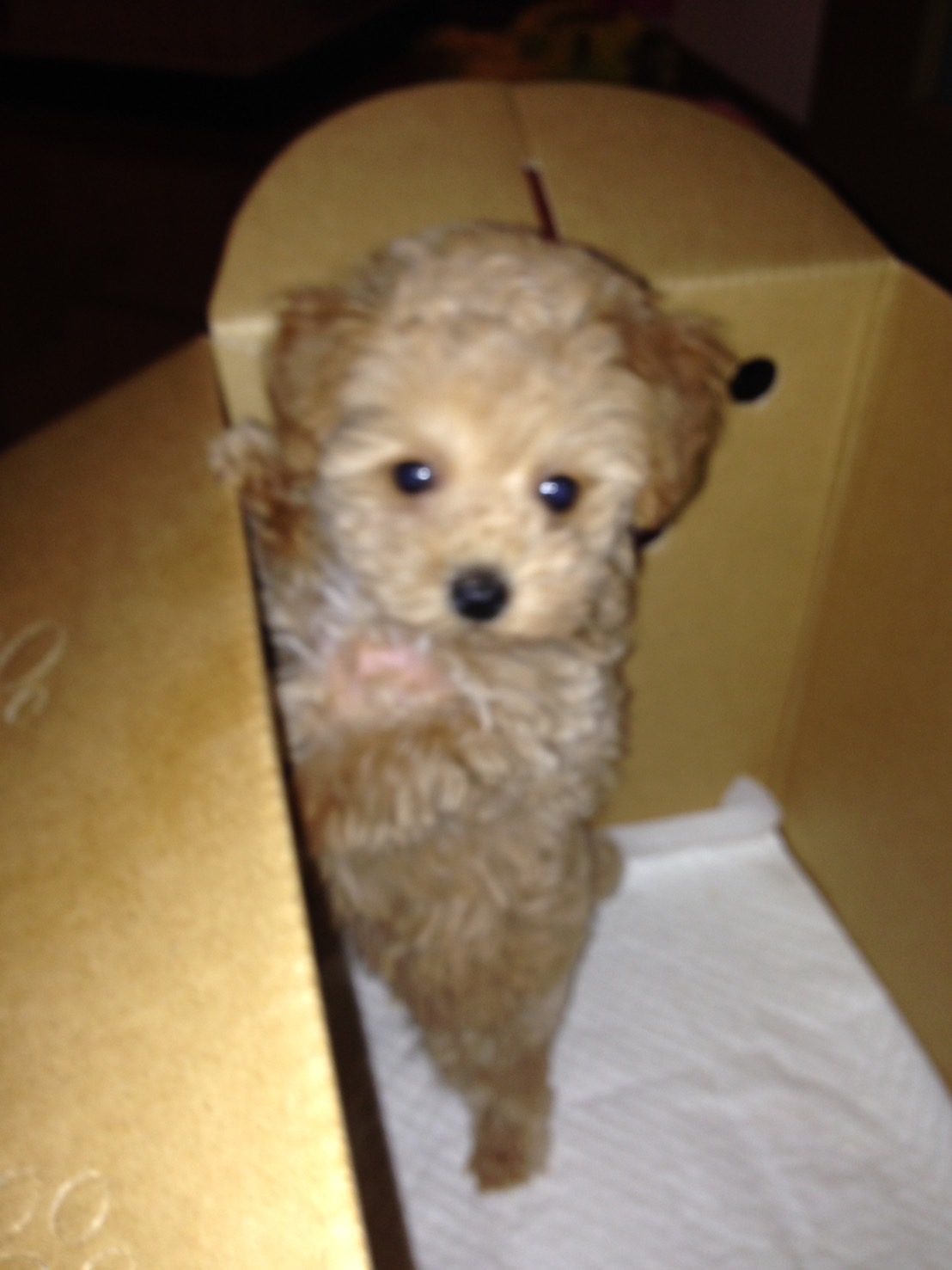 MASHIHO、愛犬“こてつ”との出会いと感謝「自分に似て、甘えん坊で寂しがり屋」【JP/EN】 - QJWeb クイック・ジャパン ウェブ